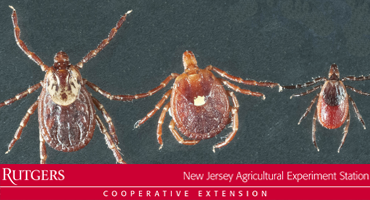 Backyard Bug Busters | Northern NJ Organic Tick & Mosquito Control